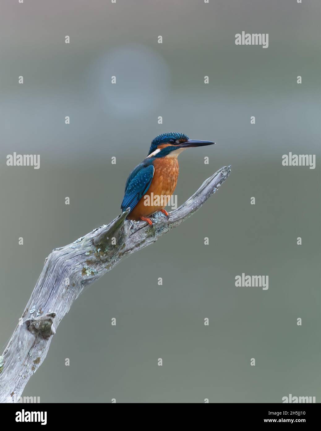 kingfisher sitting on perch close up Stock Photo - Alamy kingfisher sitting on perch close up Stock Photo - Alamy