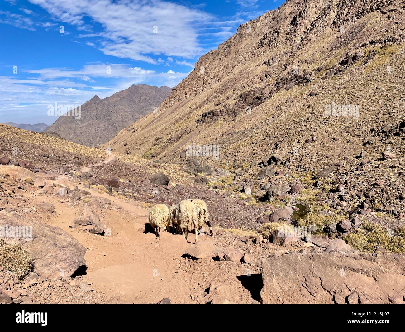 Sheep atlas mountains High Resolution Stock Photography and Images - Alamy