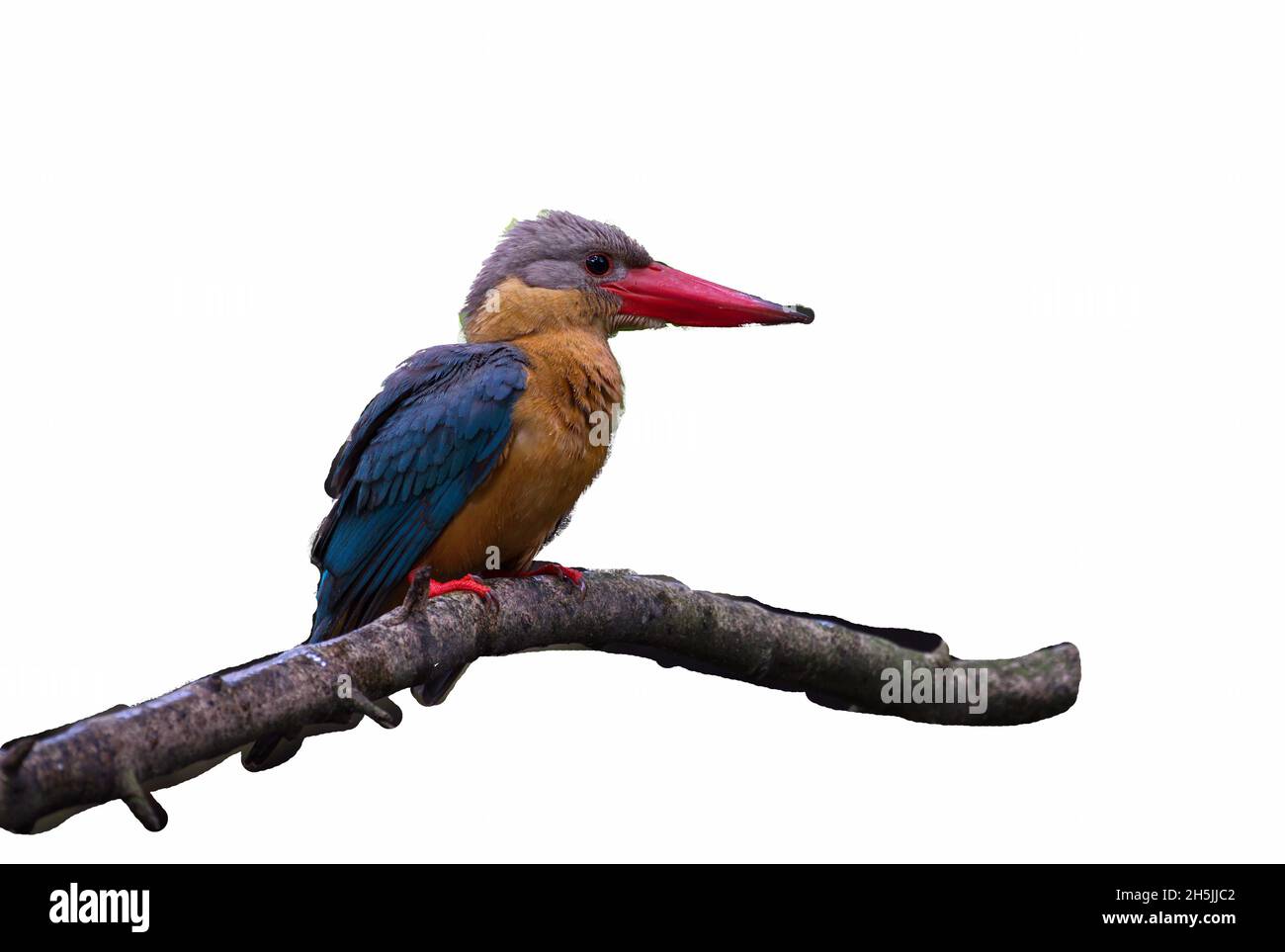 Avian collection Cut Out Stock Images & Pictures - Alamy