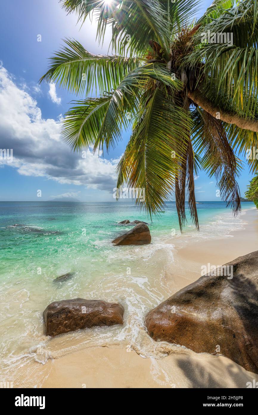 Sunny beautiful sandy beach with coco palm trees and tropical sea Stock ...