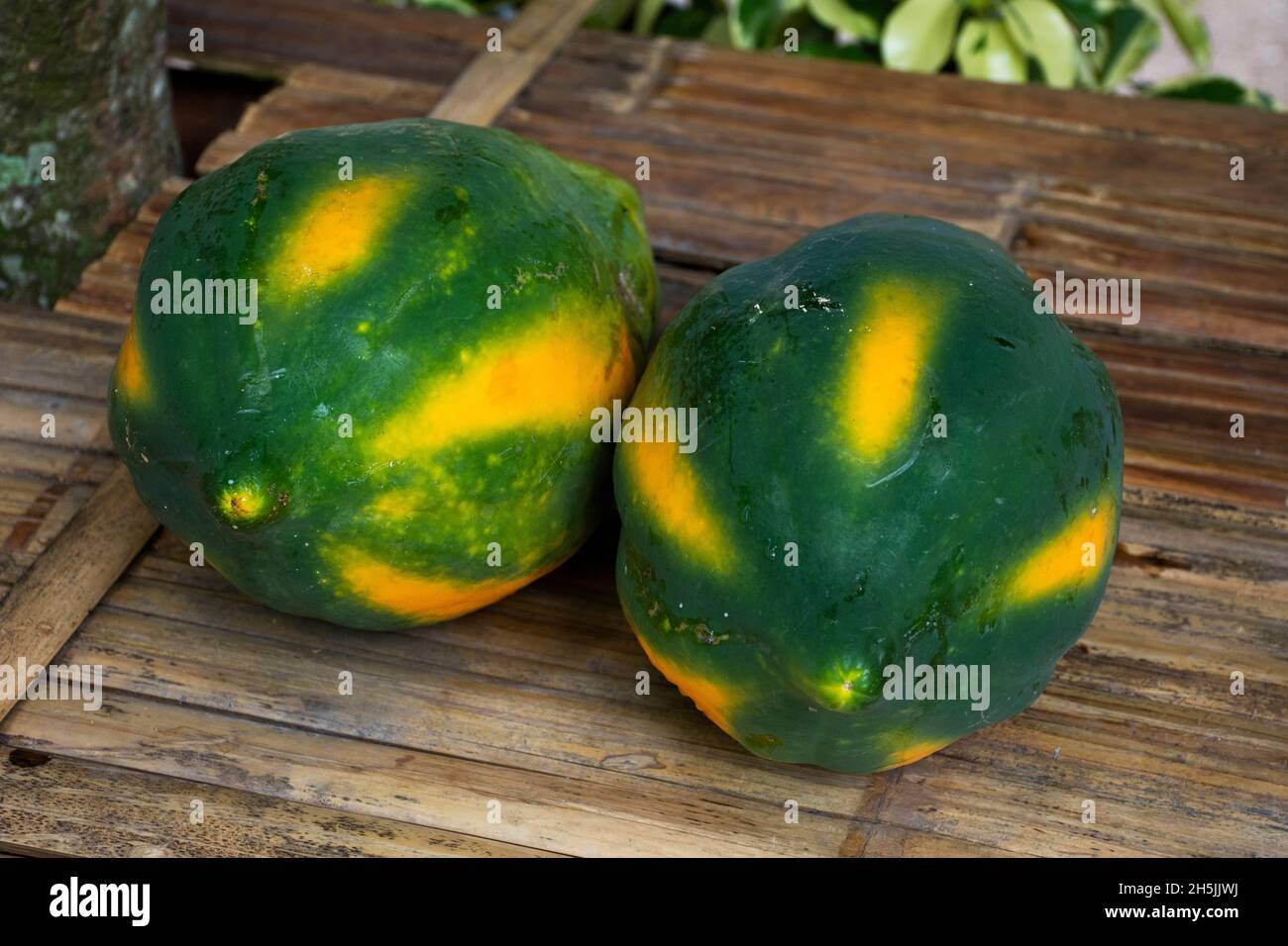 Large papaya fruits native species or local landrace on stall hawker ...