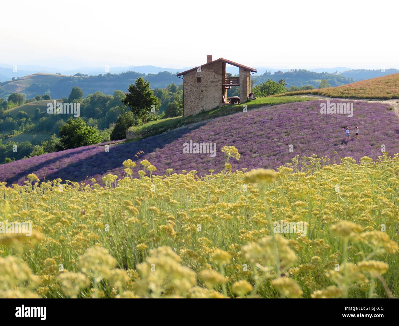 Beautiful shot of the lavender field Stock Photo - Alamy