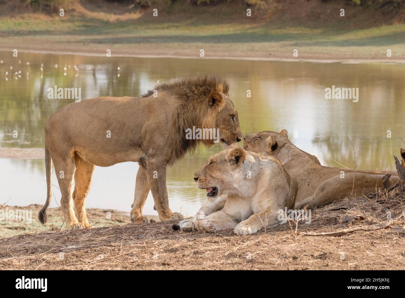 3 lions (Panthera leo) together. South Luangwa National Park, Zambia ...