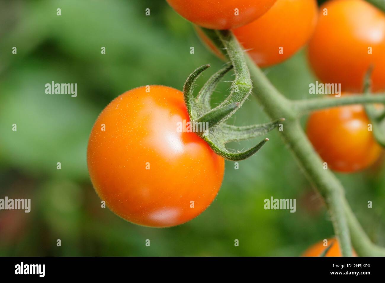 Sungold cherry tomatoes hi-res stock photography and images - Alamy
