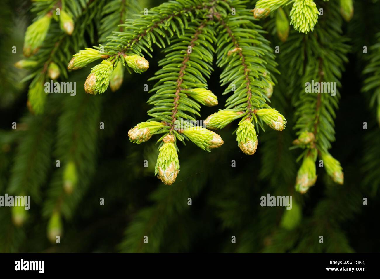 Fresh green needles of an European spruce, Picea abies growing in Estonian boreal forest Stock ...