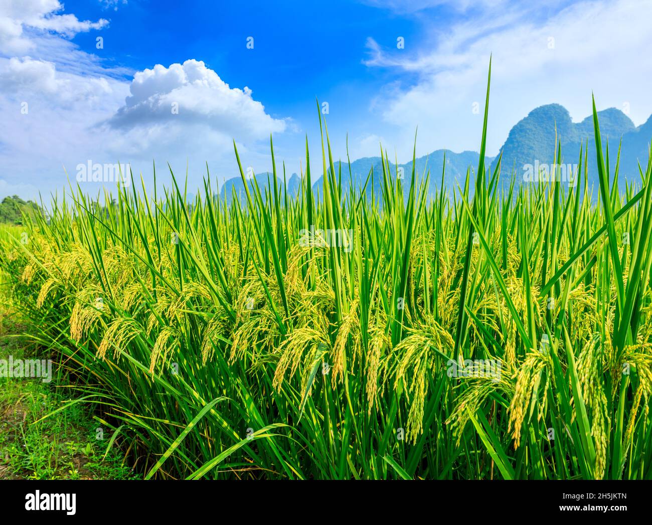 Ripe rice field and mountain natural scenery in Guilin,China Stock ...