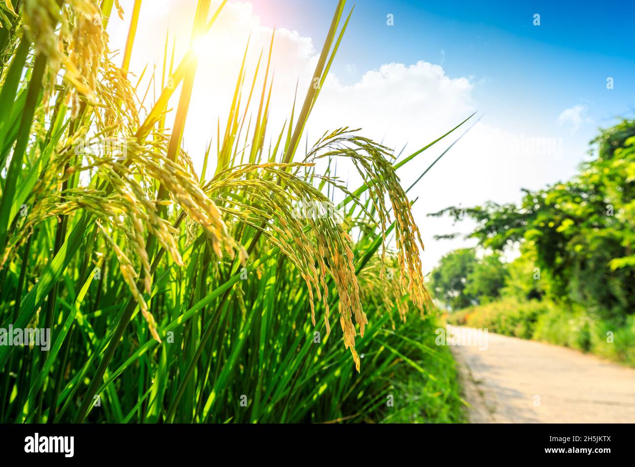Rice field in autumn hi-res stock photography and images - Alamy