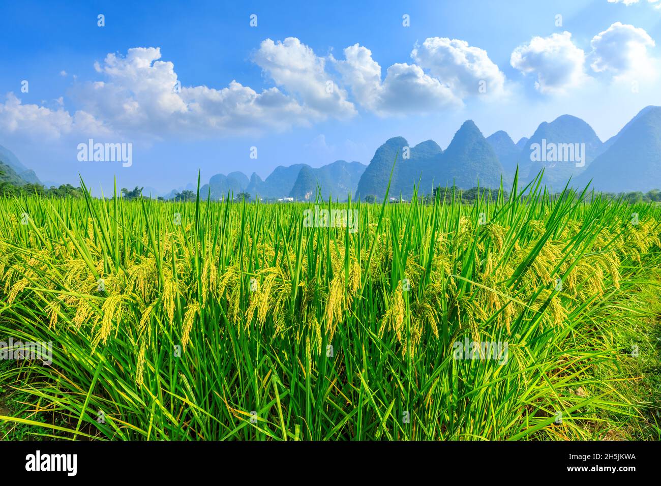 Ripe rice field and mountain natural scenery in Guilin,China Stock ...