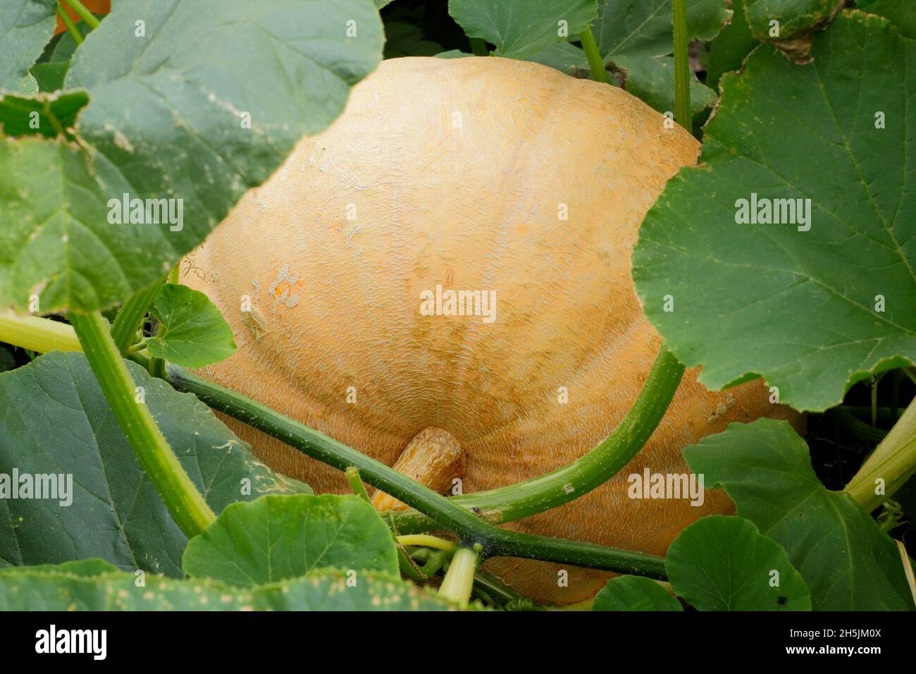 CUCURBITA MAXIMA. PACIFIC GIANT PUMPKIN Stock Photo - Alamy