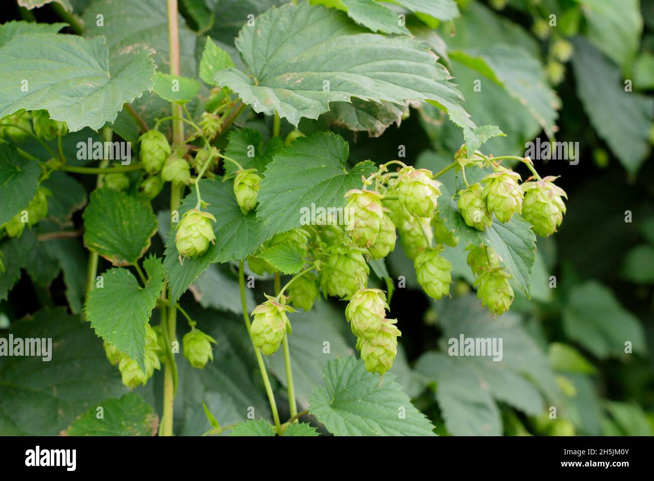 Humulus lupulus hi-res stock photography and images - Alamy