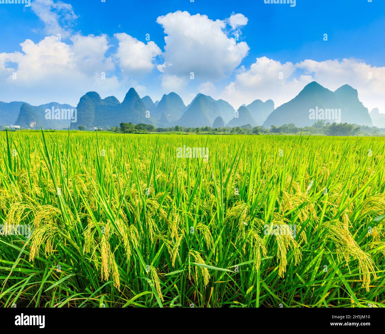 Ripe rice field hi-res stock photography and images - Alamy
