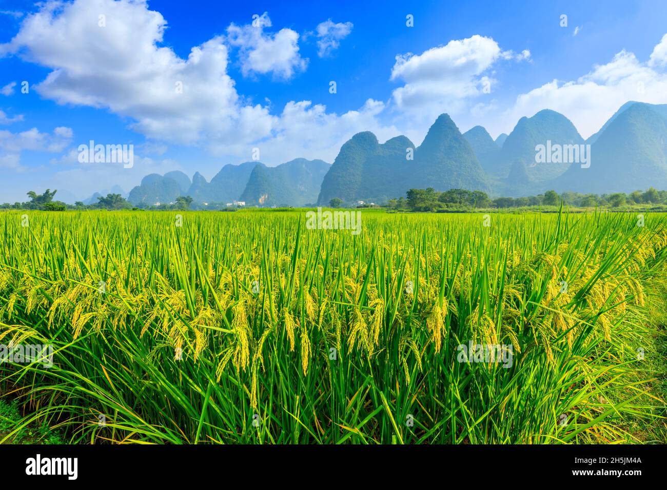Ripe rice field and mountain natural scenery in Guilin,China Stock ...
