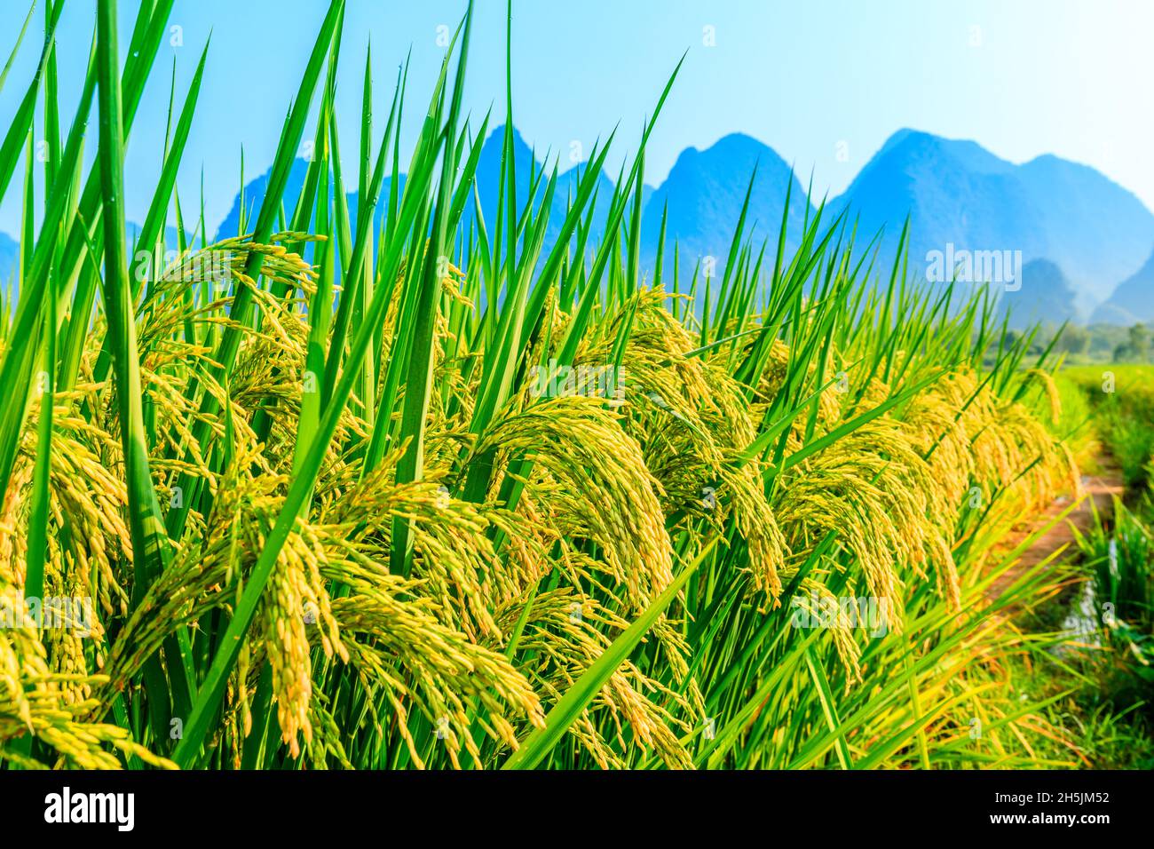 Ripe rice field hi-res stock photography and images - Alamy