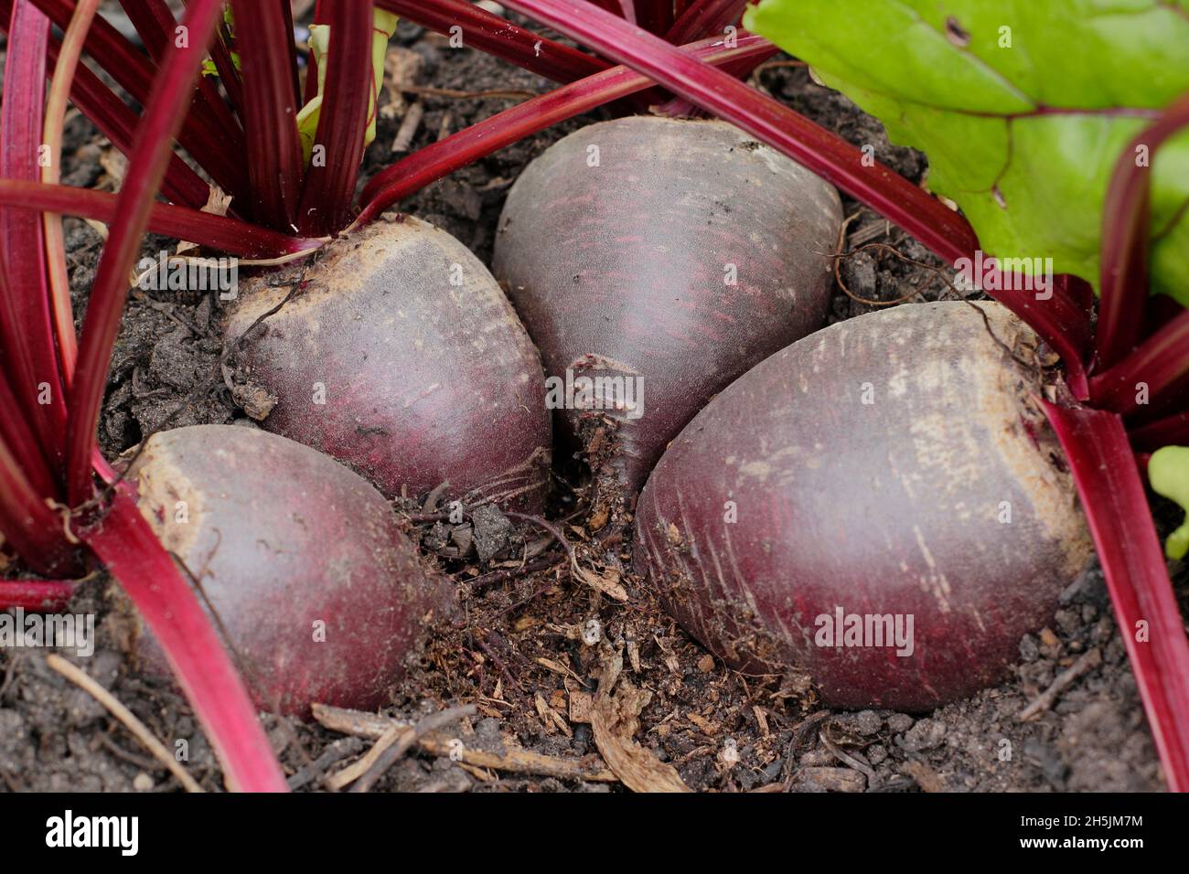 Beetroot low angle hi-res stock photography and images - Alamy