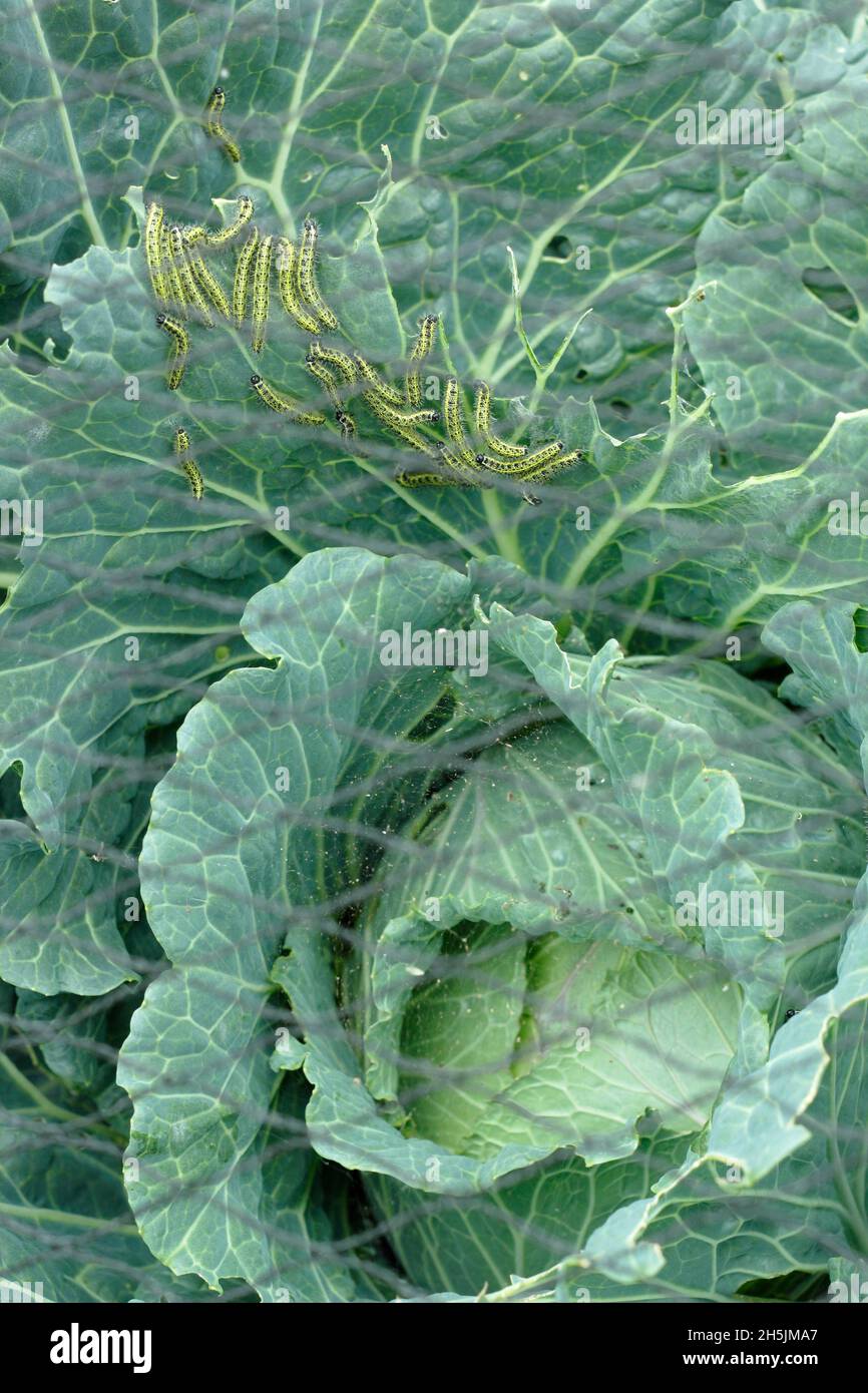 Pieris brassicae larva. Voracious large white butterfly larva feeding ...