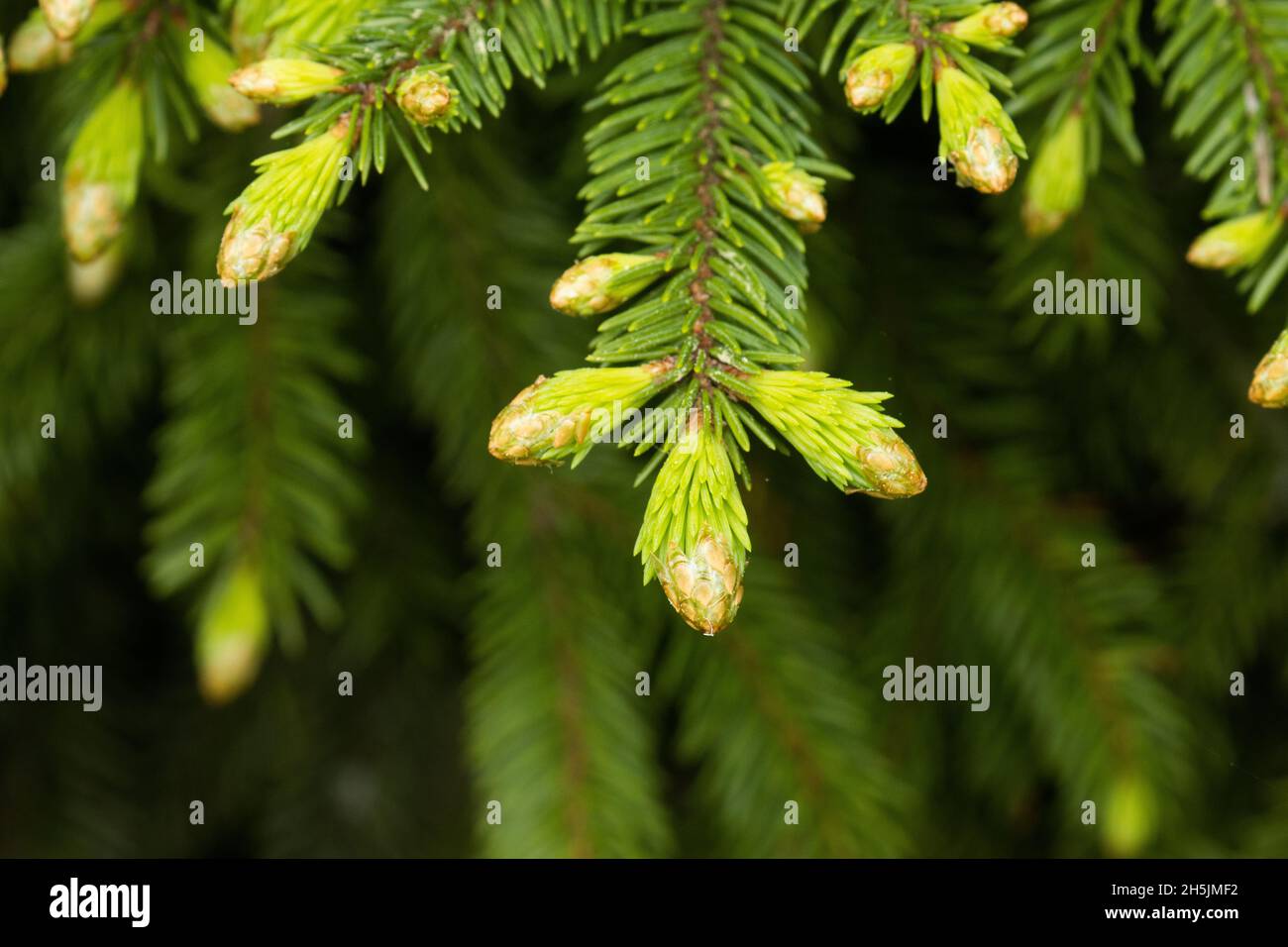 Fresh green needles of an European spruce, Picea abies growing in ...