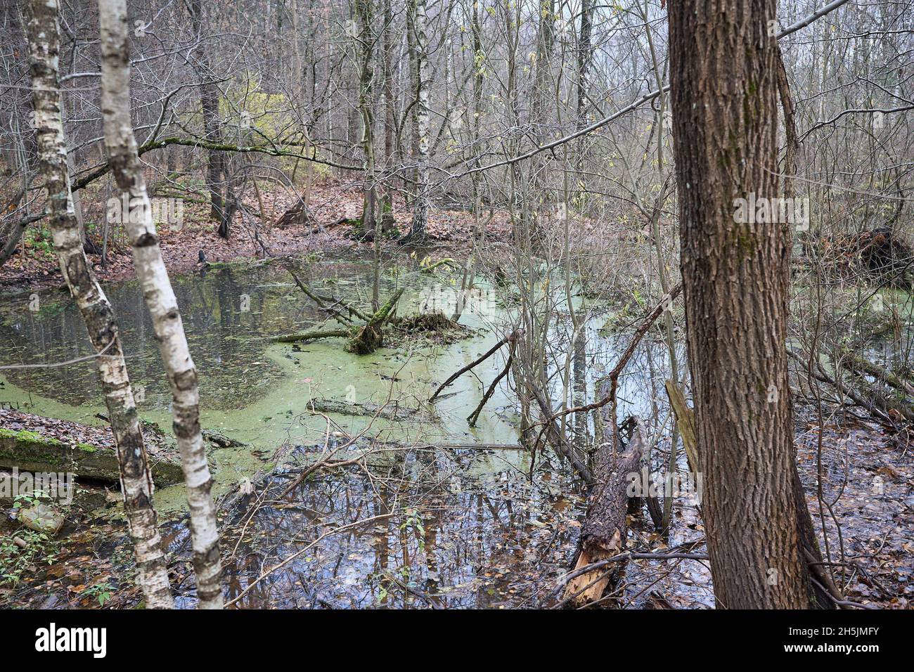 Birch swamp hi-res stock photography and images - Alamy