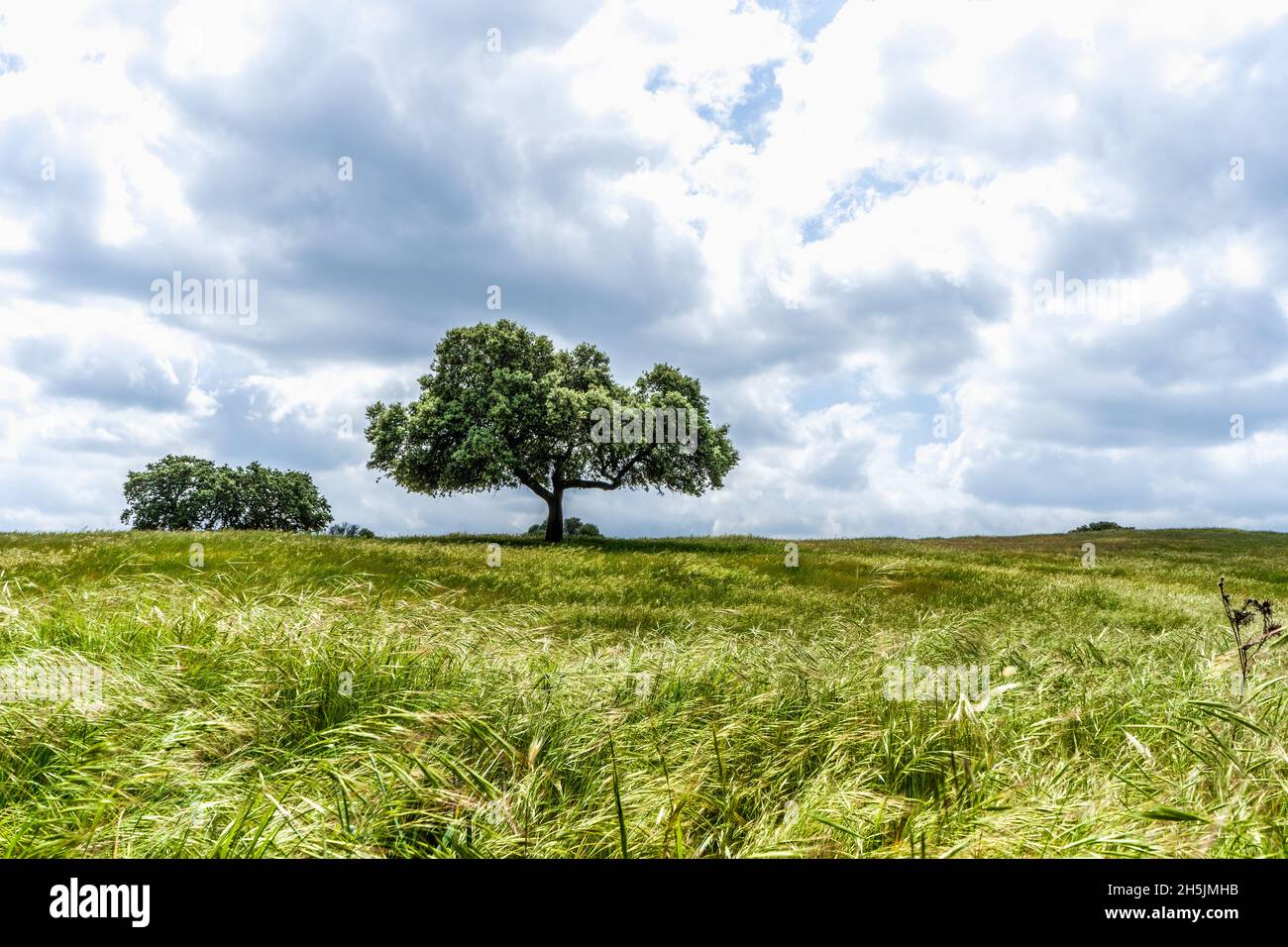 Natural landscape of a tree in the field at daylight Stock Photo - Alamy