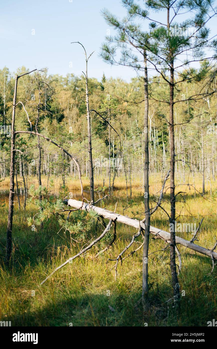 pine tree with dry bark in the forest Stock Photo - Alamy