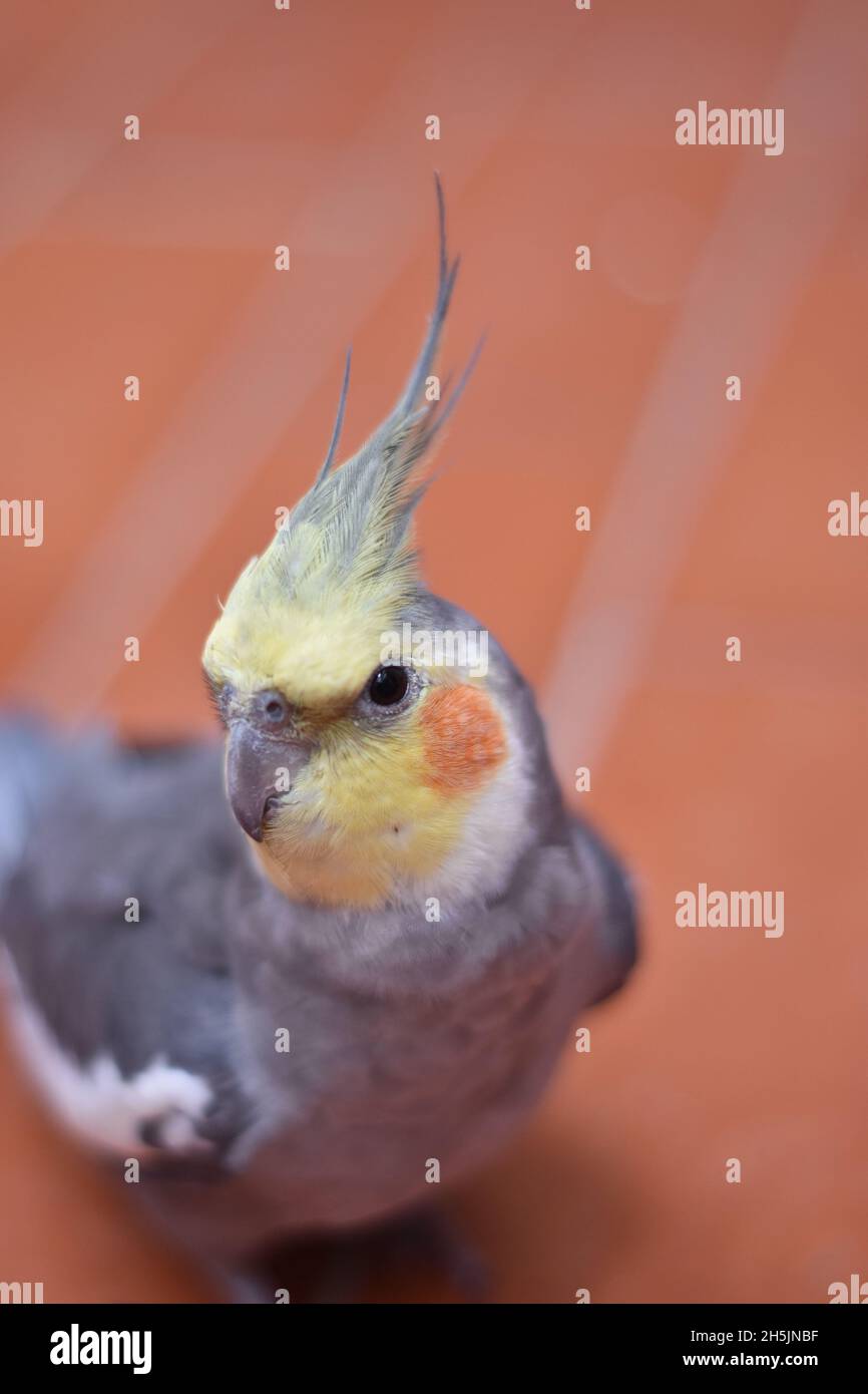 Vertical shot of a cute lovely cockatiel also known as weiro bird ...