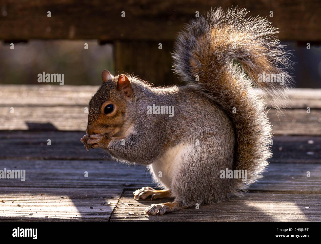 Tail backlit by sun hi-res stock photography and images - Alamy
