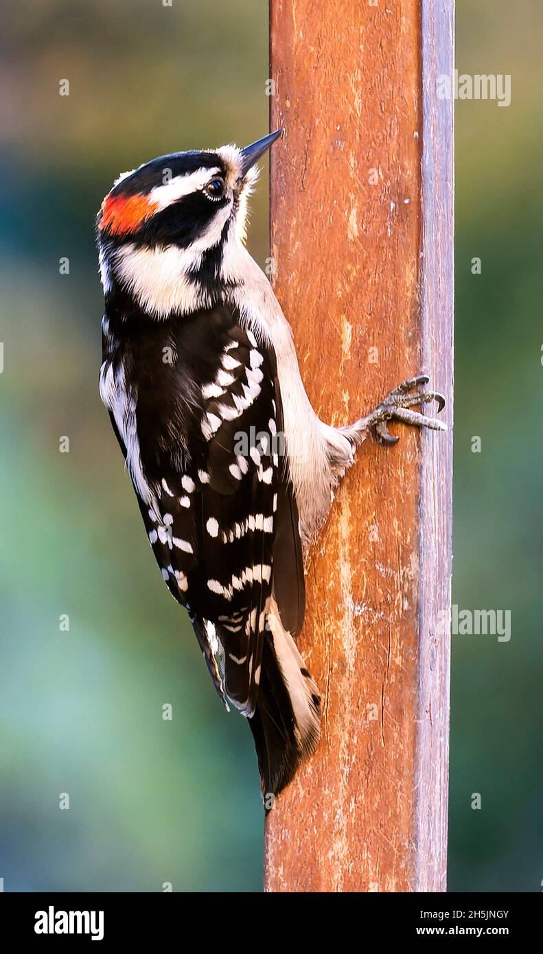 Woodpecker clings to the deck post Stock Photo - Alamy