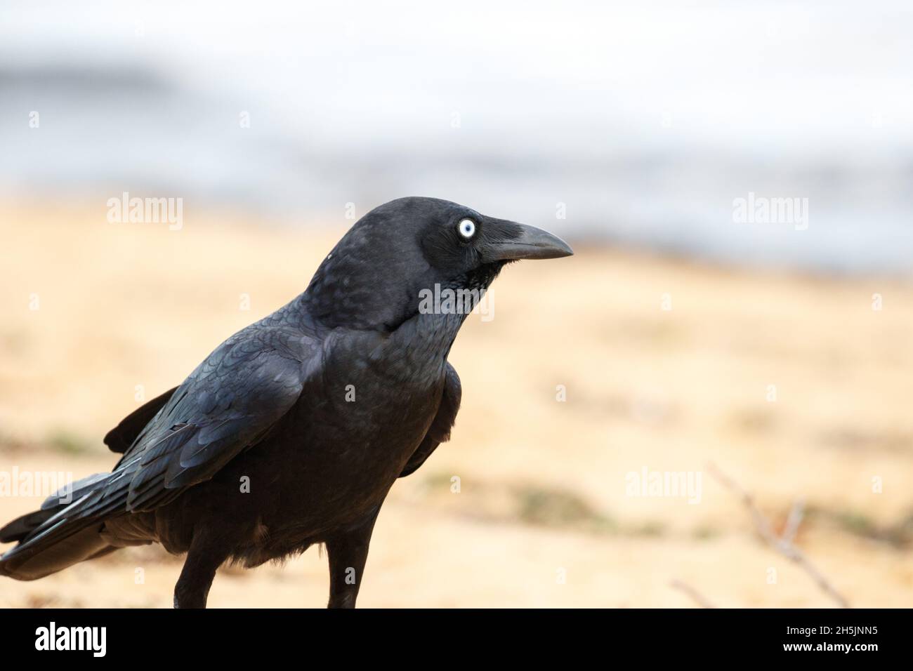 Orru hi-res stock photography and images - Alamy