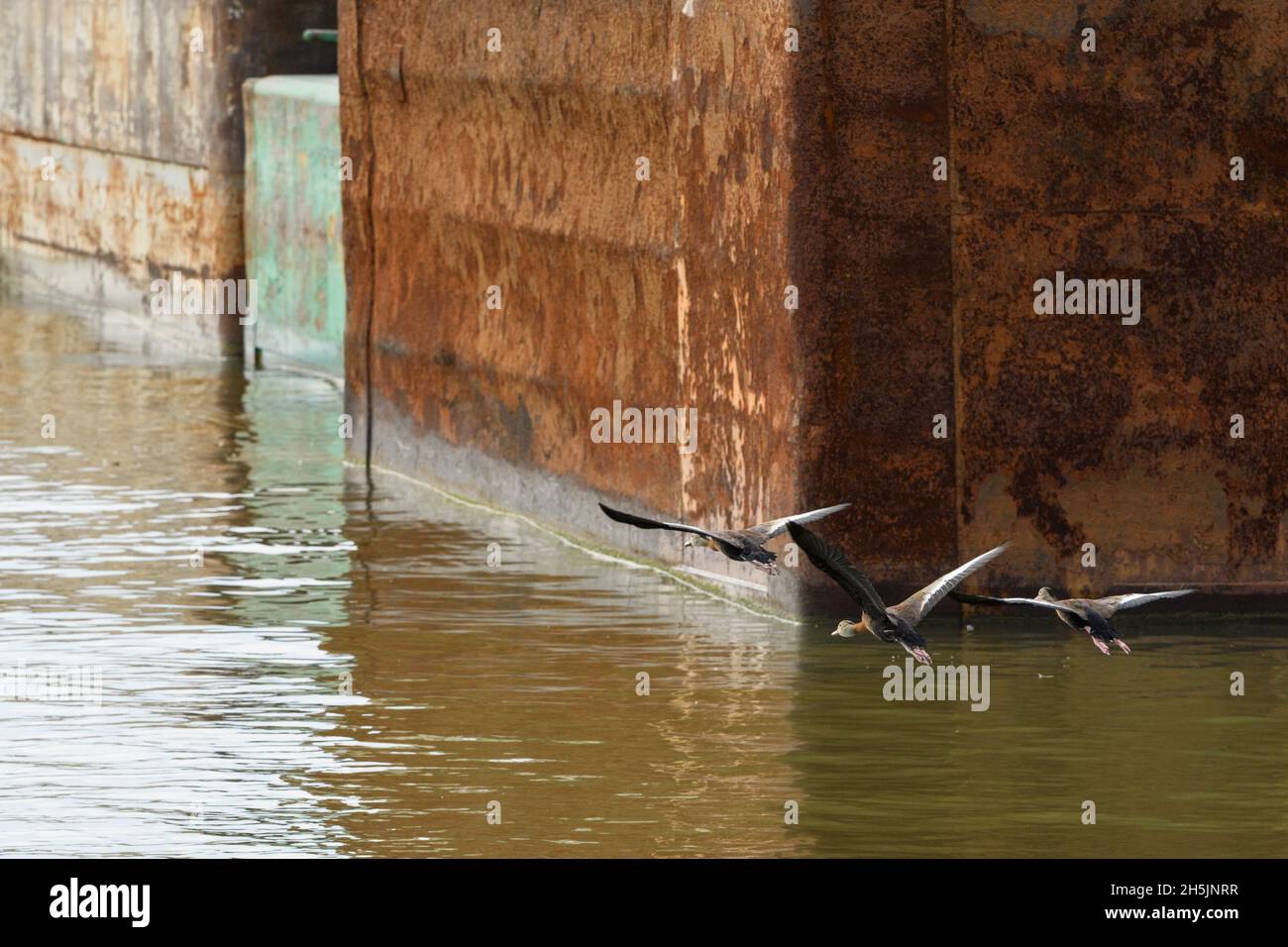 Three black-bellied whistling ducks flying past barges on the ...