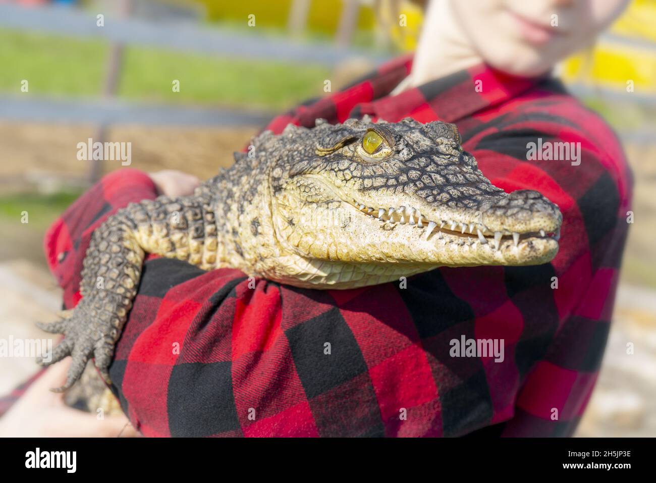 Snake Chilabothrus angulifer, - the Cuban boa and the Cuban tree boa ...