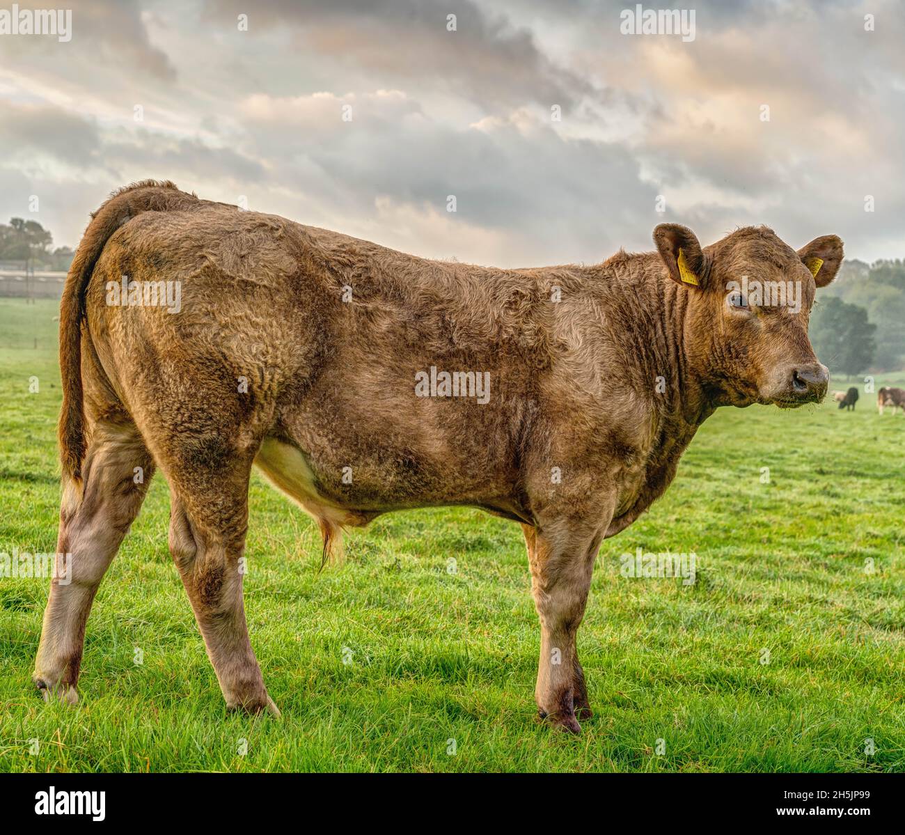 Lovely specimen hi-res stock photography and images - Alamy