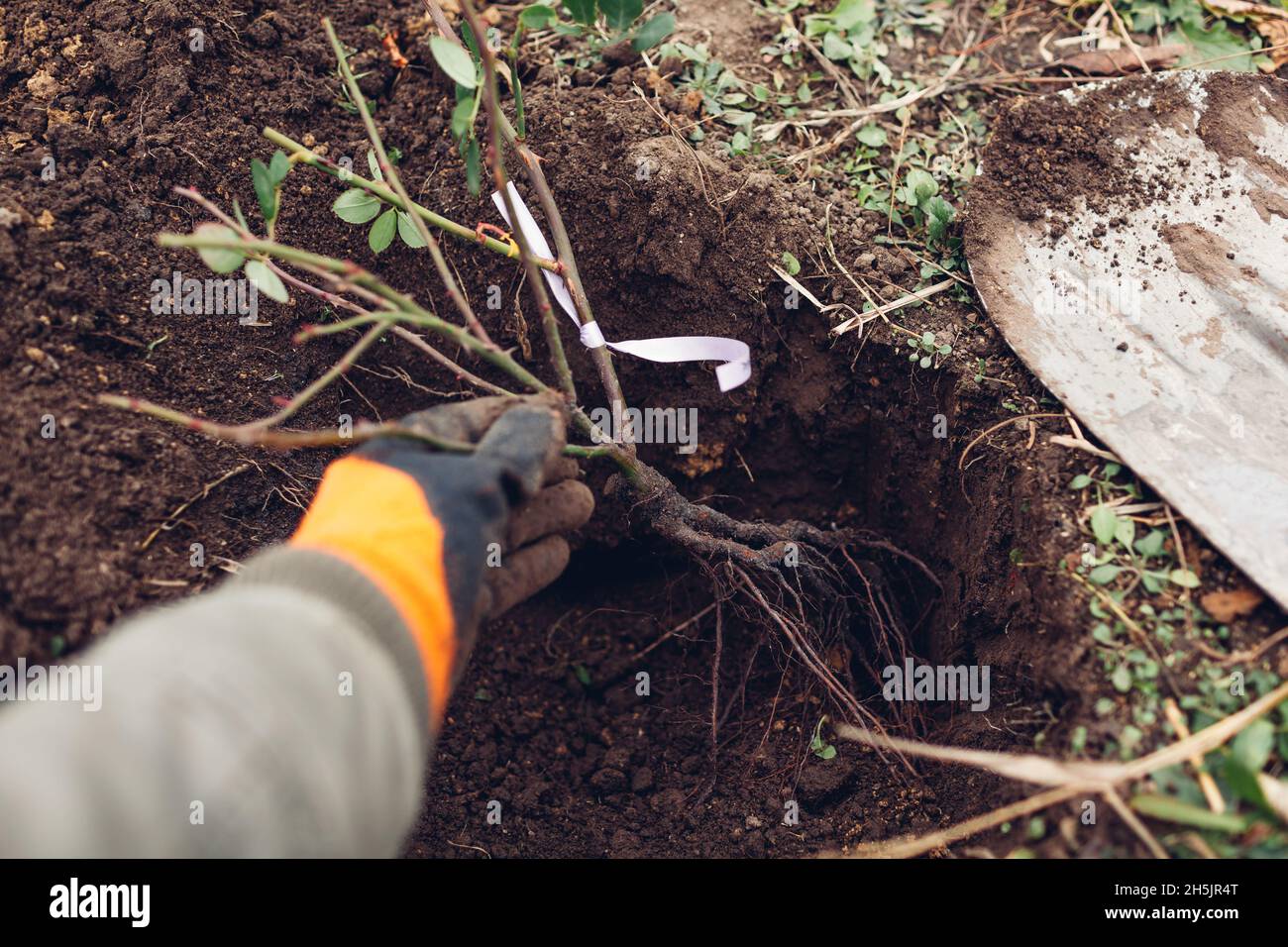 Rose plant roots hi-res stock photography and images - Alamy