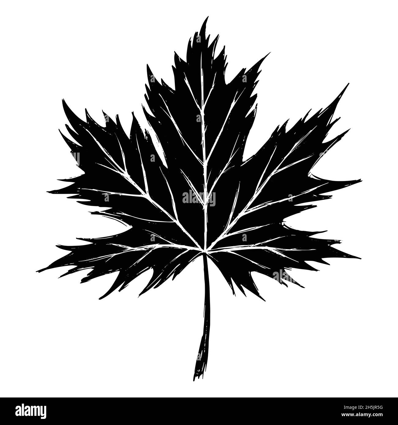 Maple Leaf sketch drawing isolated on white background. Digital ...