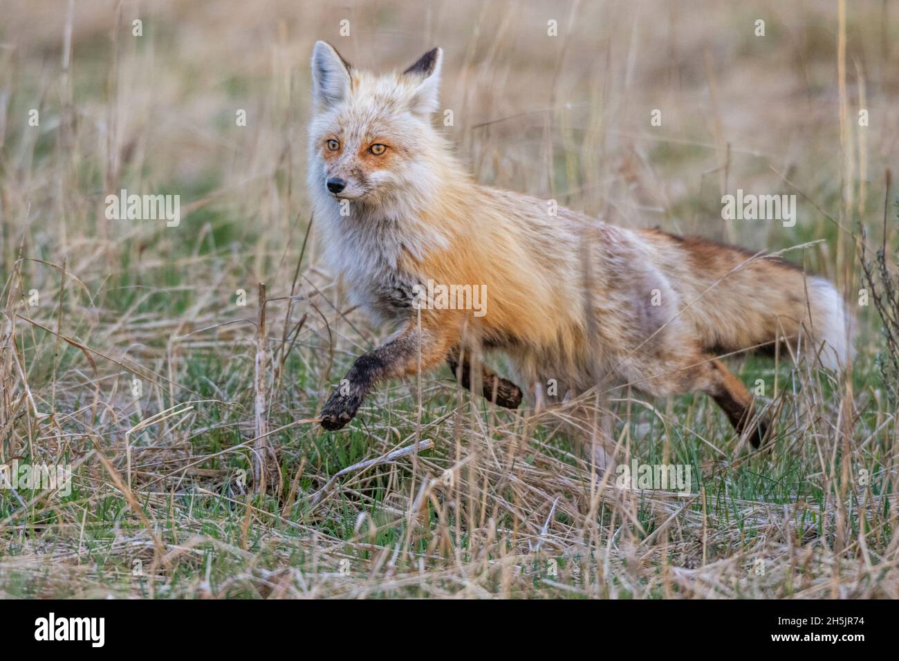 Red Fox (Vulpes vulpes). Yellowstone National Park, Wyoming, USA Stock ...