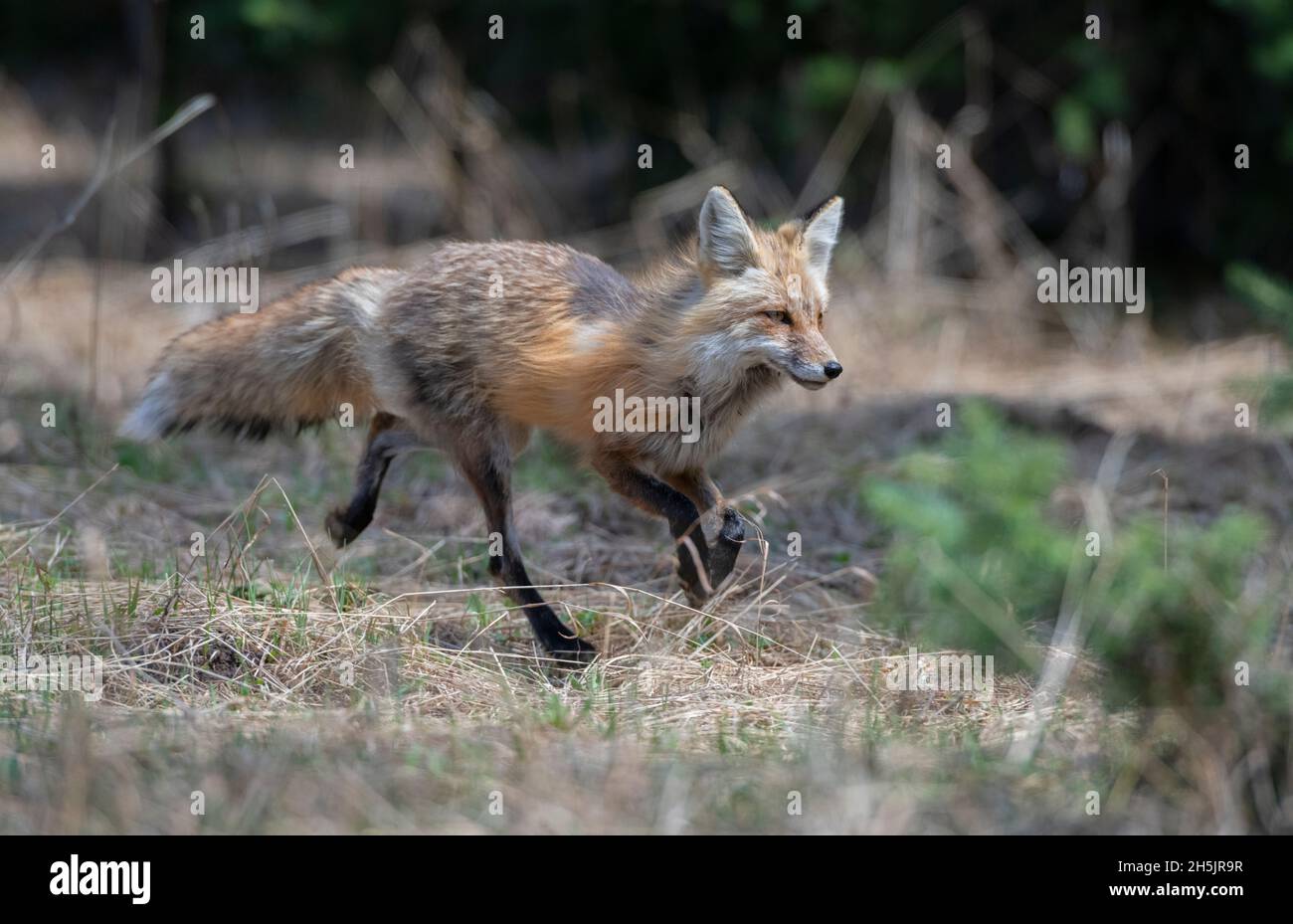 Yellowstone fox hi-res stock photography and images - Alamy