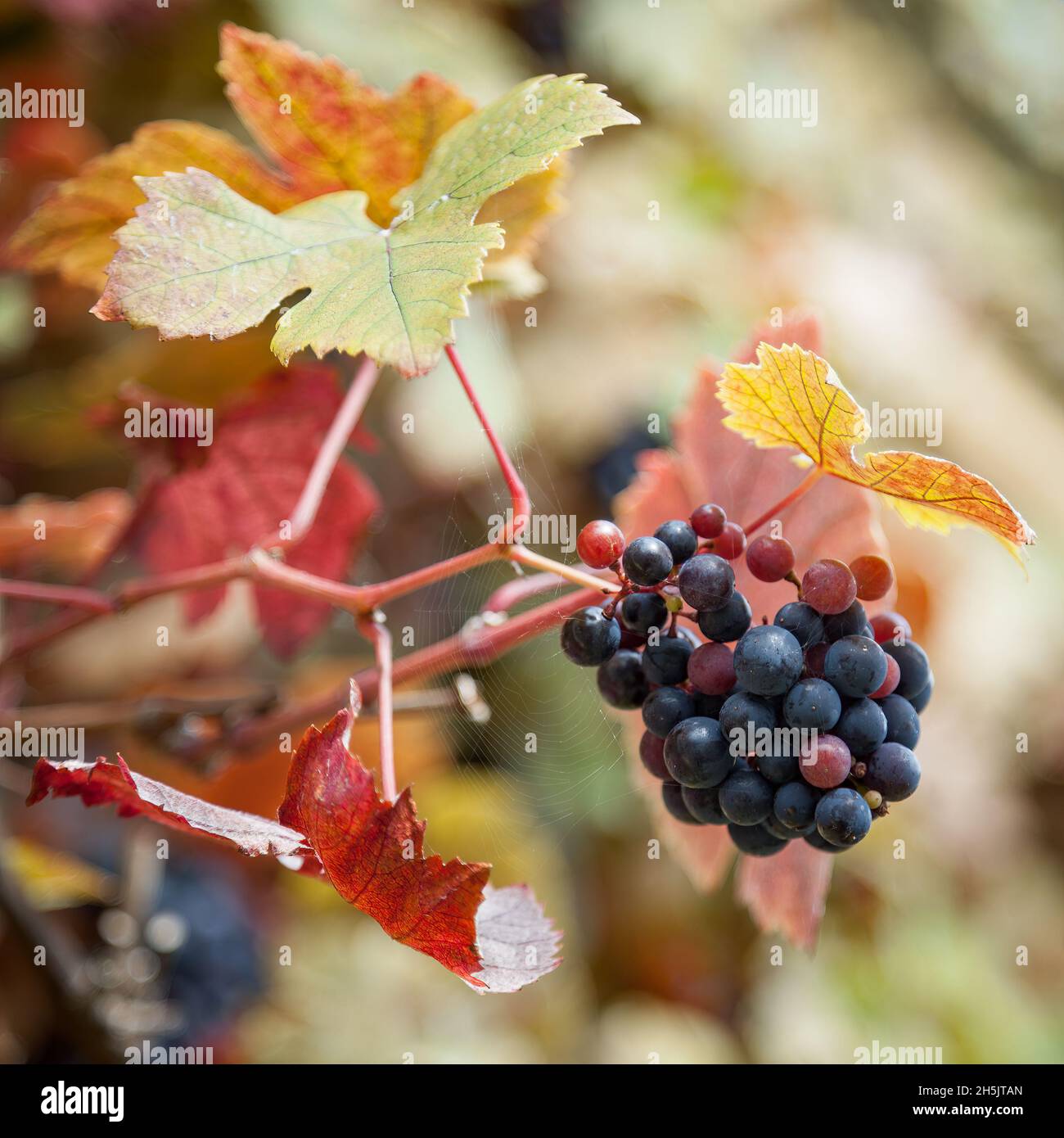 Black grapes ripening on the vine Stock Photo - Alamy