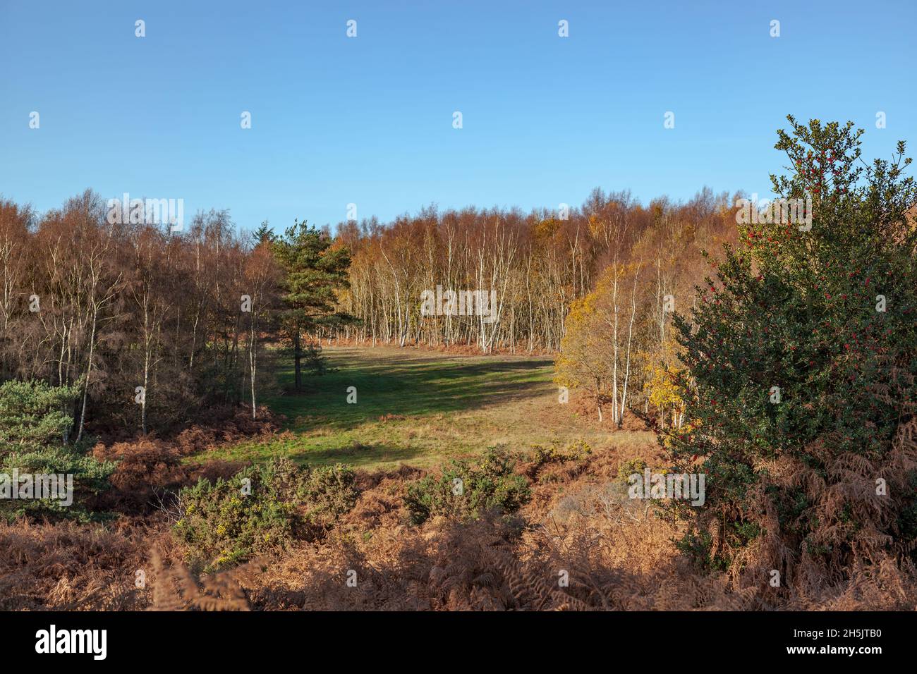 Ashdown forest gorse heathland hi-res stock photography and images - Alamy