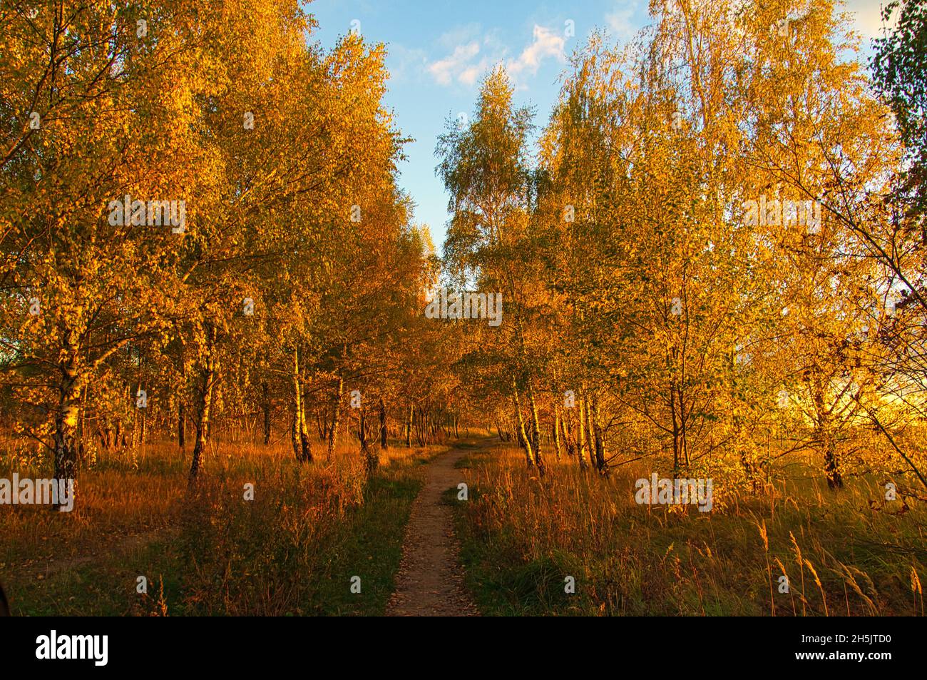 Outskirts of forest hi-res stock photography and images - Alamy