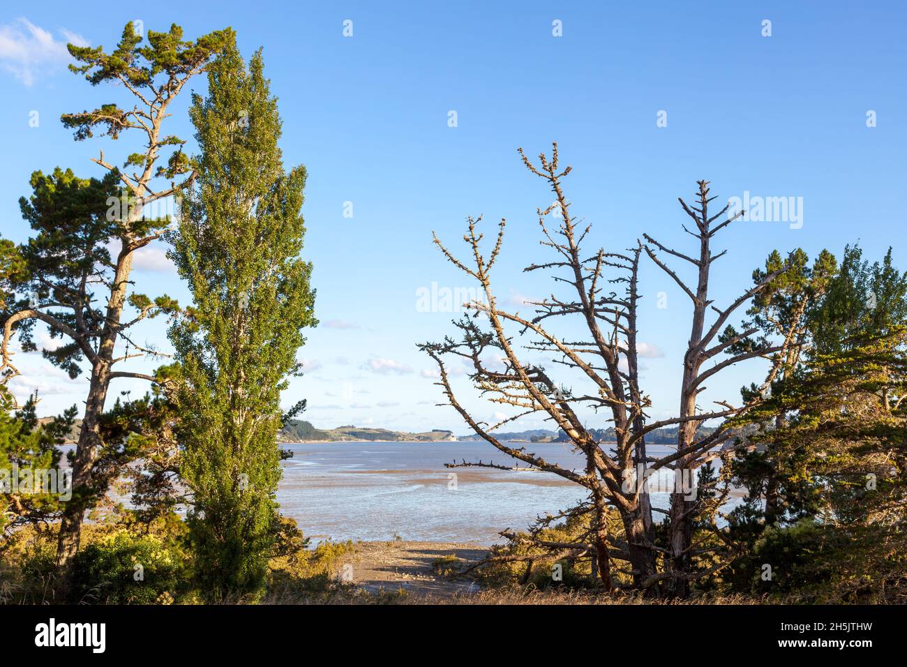 Tidal river landscape in the North Island of New Zealand Stock Photo ...