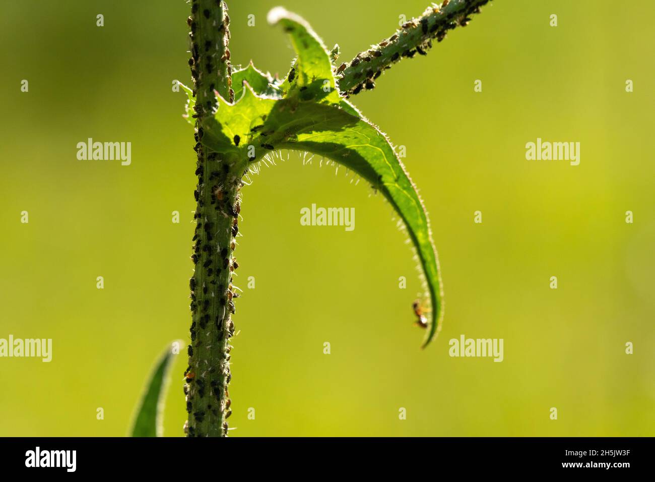 Bugs on indoor plants hi-res stock photography and images - Alamy