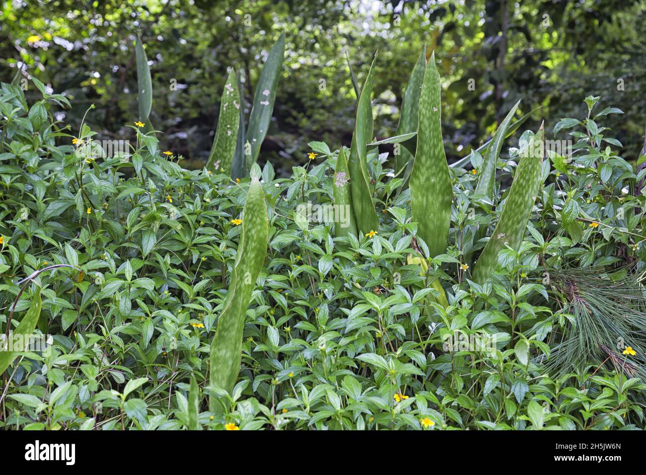 Plants growing near Kuranda in the tropics Stock Photo - Alamy