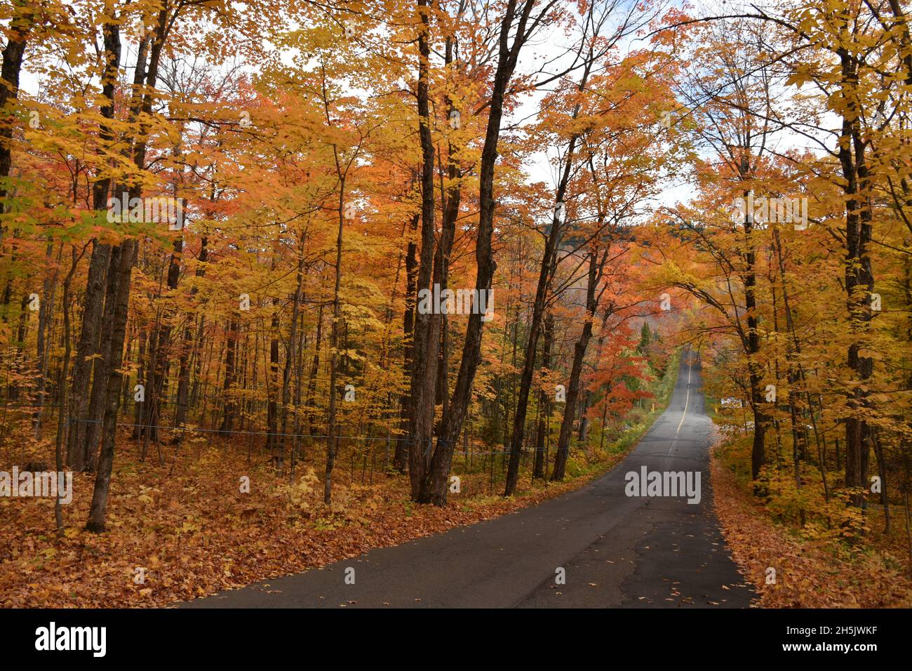 Arbol arce hi-res stock photography and images - Alamy