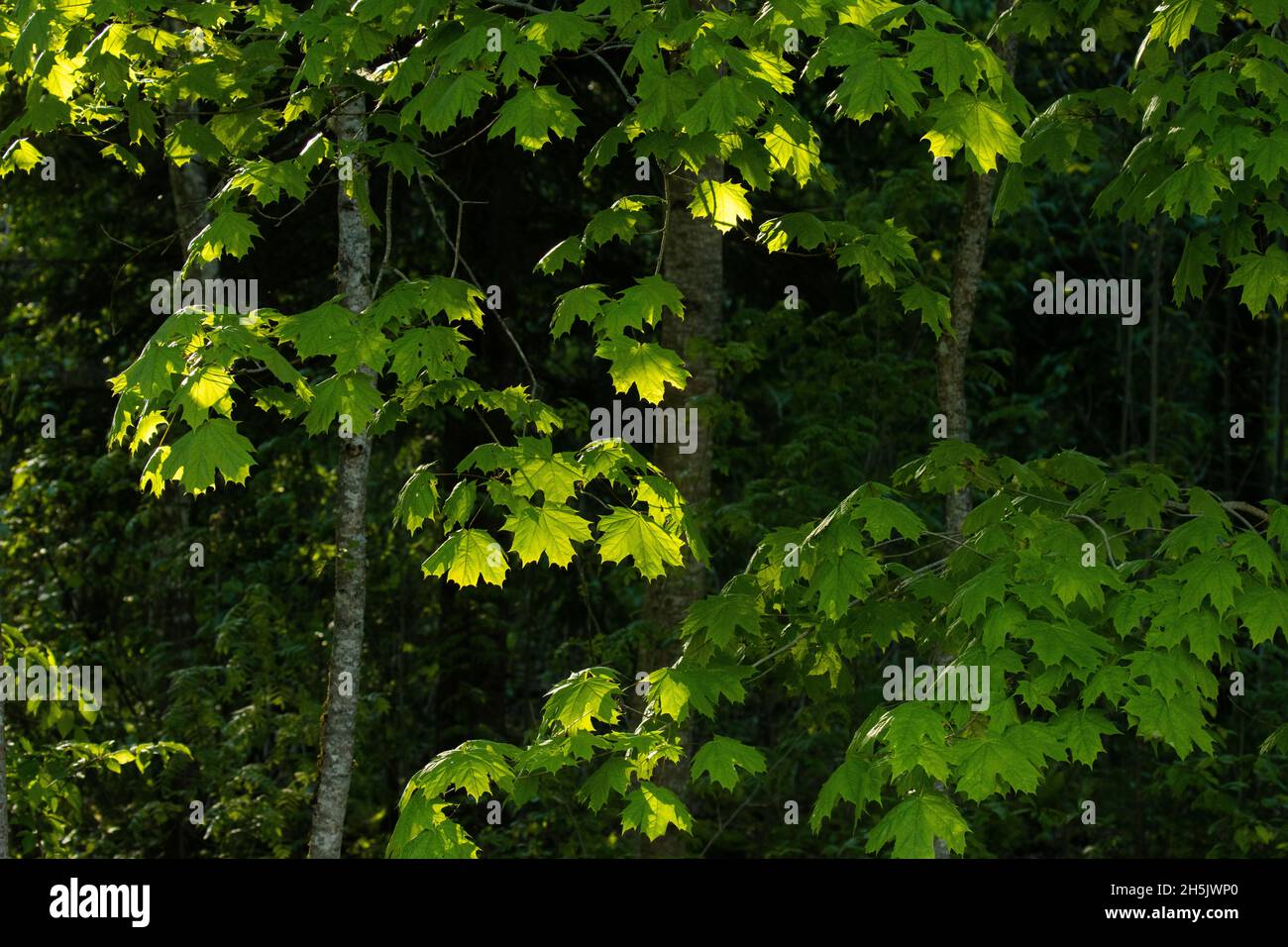 Fresh Norway maple, Acer platanoides leaves during late spring evening ...