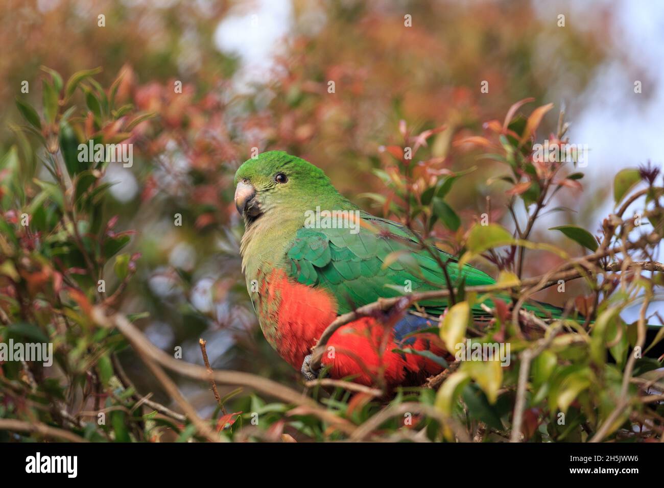 Alisterus scapularis images hi-res stock photography and images - Alamy