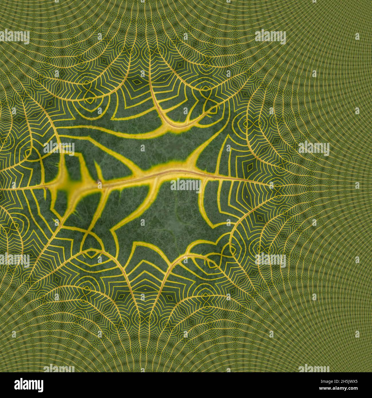 Abstract Computer generated Fractal design. A fractal is a never-ending ...