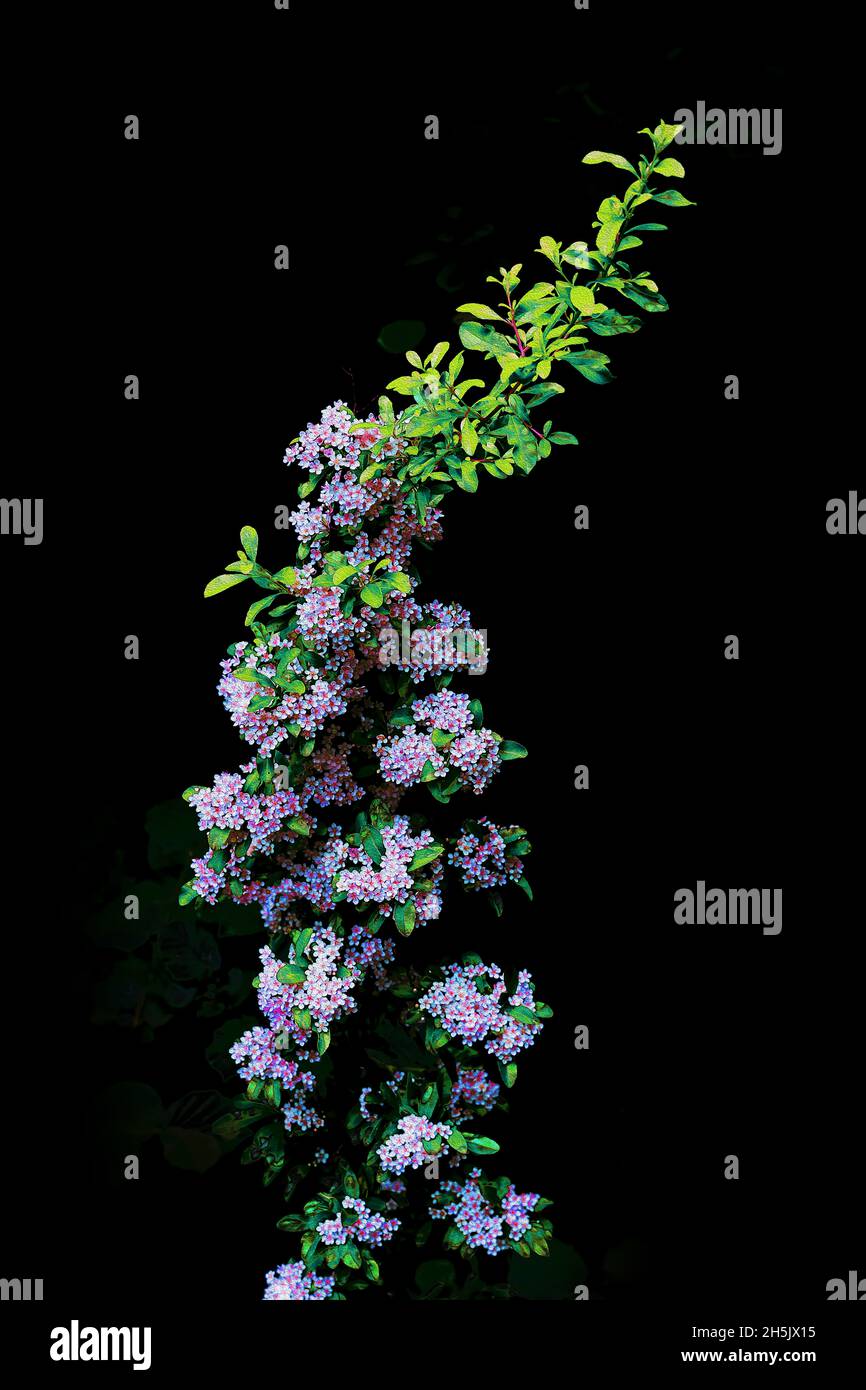 Hawthorn branch hi-res stock photography and images - Alamy