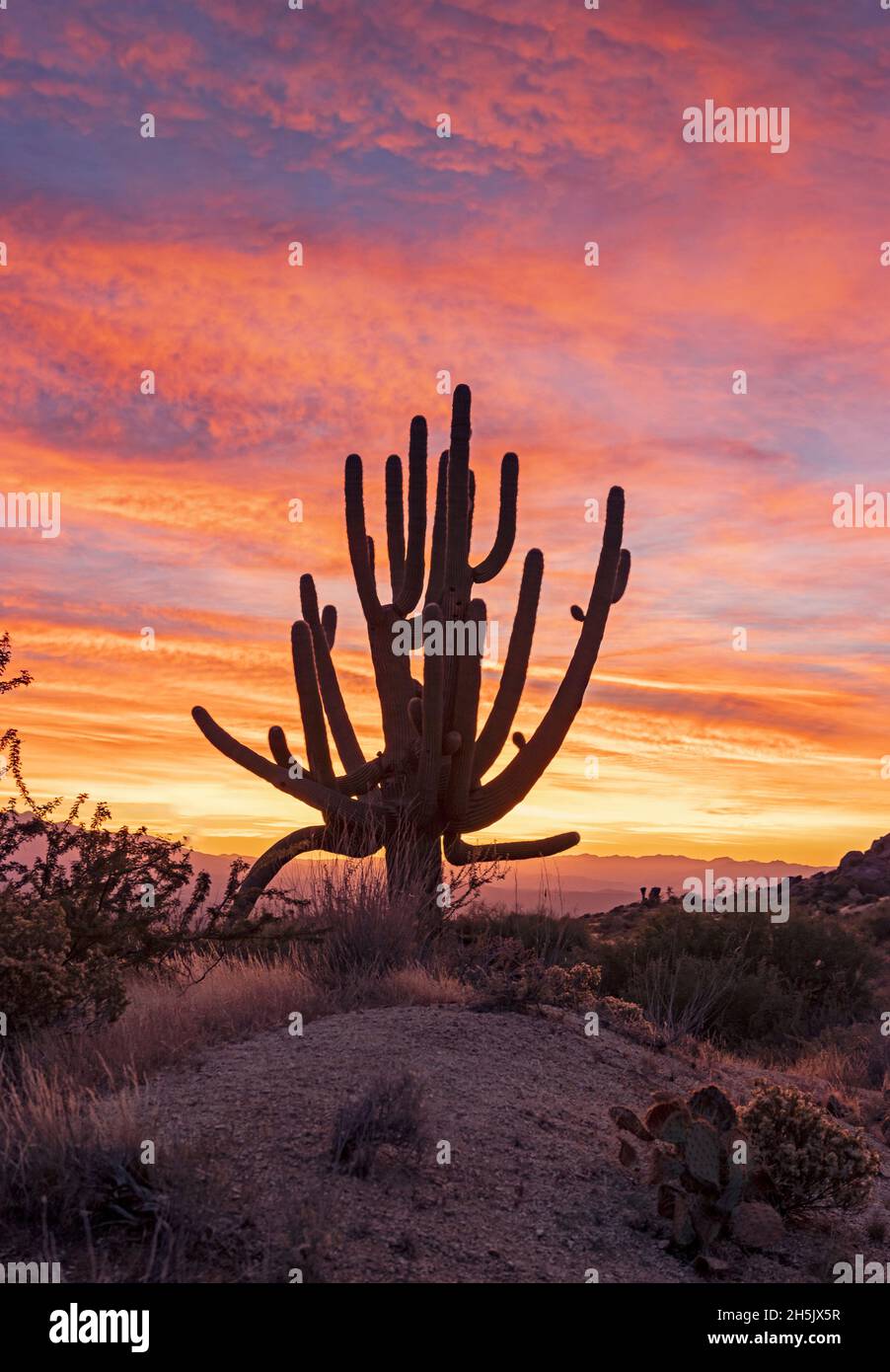Old saguaro cactus in hi-res stock photography and images - Alamy