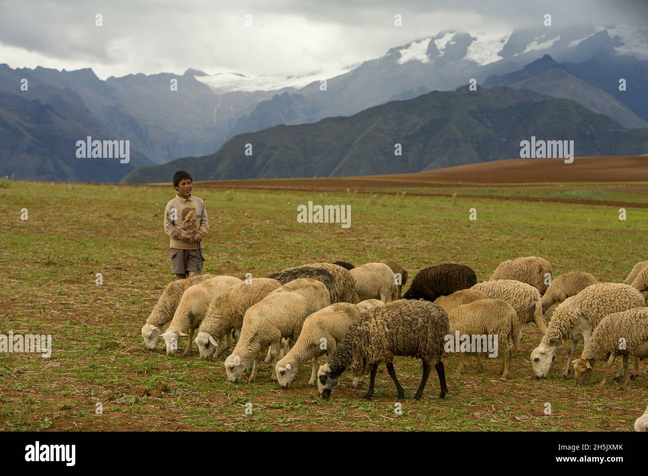 Young shepard with his flock, Sacred Valley of the Incas, Peru Stock ...