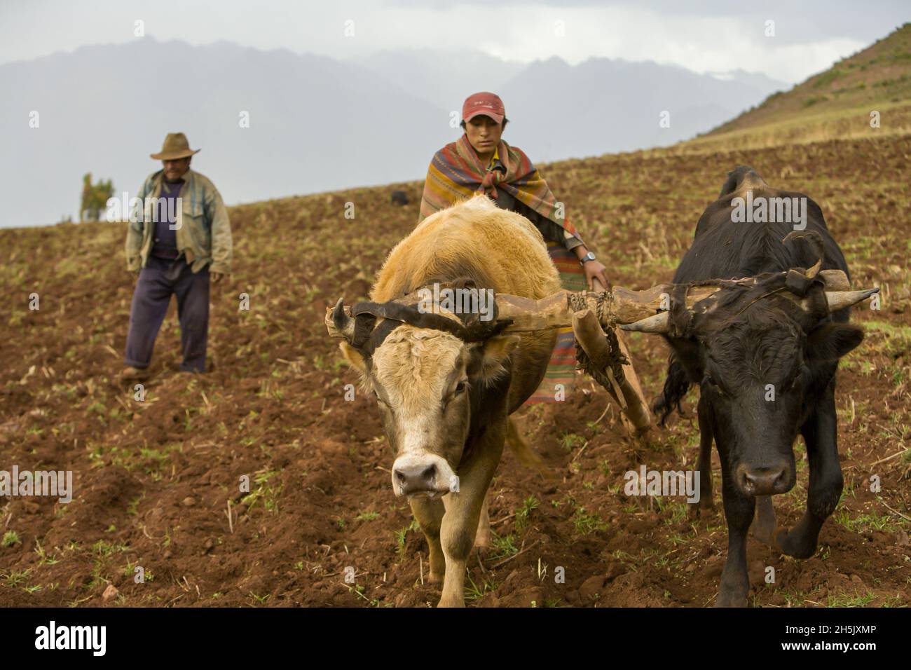 Farmers plowing field with oxen, Sacred Valley of the Incas, Peru Stock ...