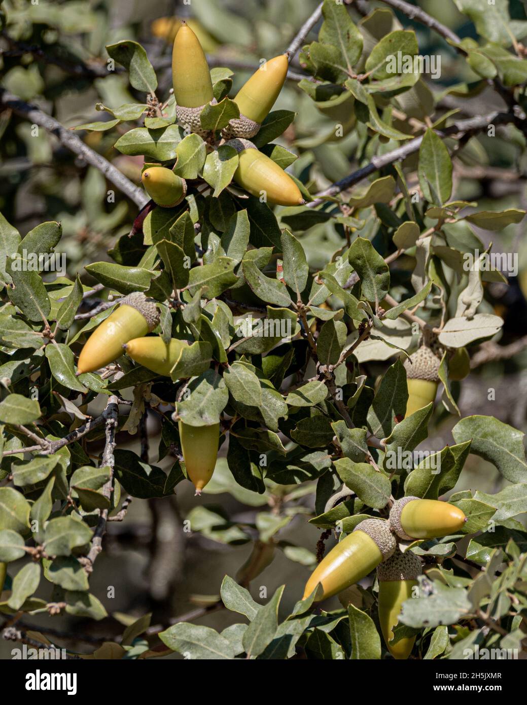 Oak branch with green leaves and acorns Stock Photo - Alamy