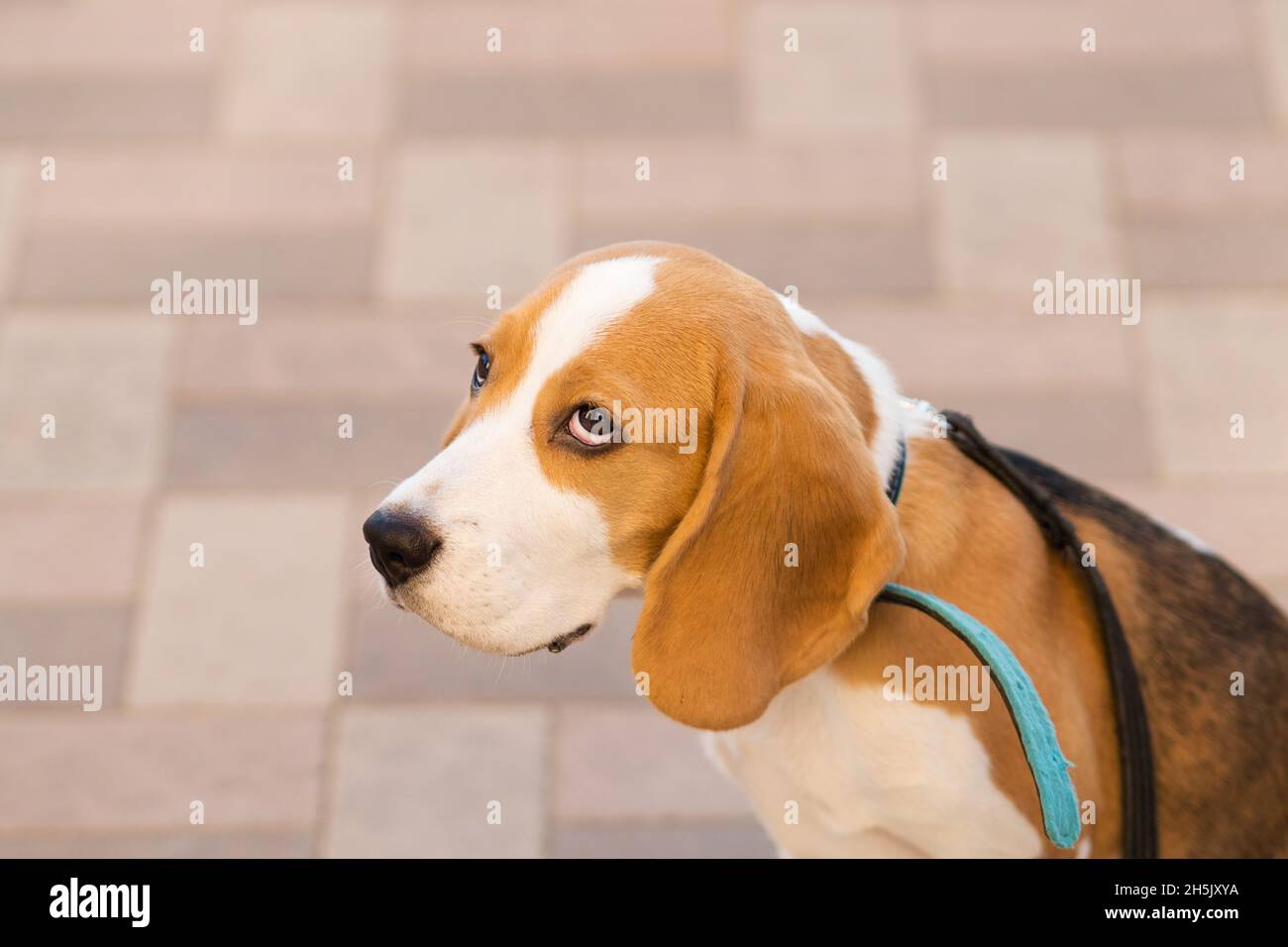 Sad beagle looking up hi-res stock photography and images - Alamy